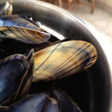 How to Cook Fresh Mussels | How Do You Cook Live Mussels